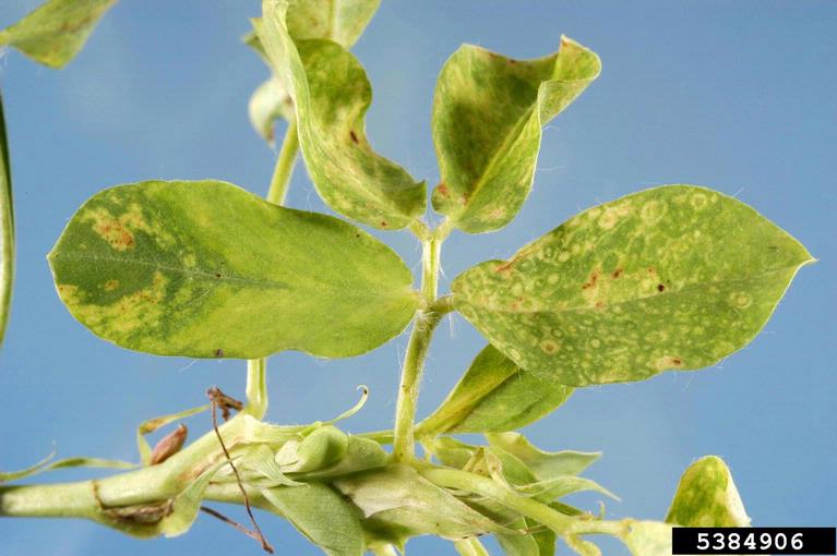 Peanut (groundnut) | Diseases and Pests, Description, Uses, Propagation