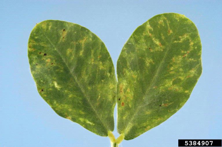 Peanut (groundnut) | Diseases and Pests, Description, Uses, Propagation