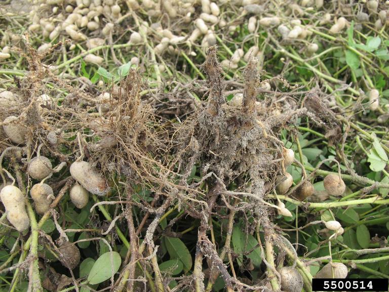 Peanut (groundnut) | Diseases and Pests, Description, Uses, Propagation