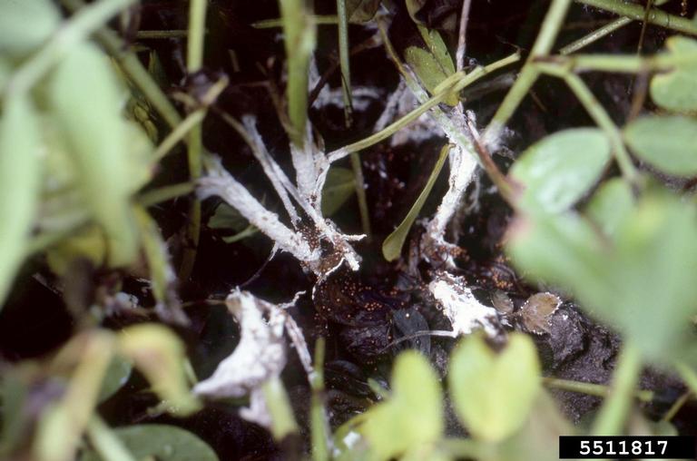 Peanut (groundnut) | Diseases and Pests, Description, Uses, Propagation