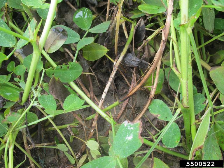 Peanut (groundnut) | Diseases and Pests, Description, Uses, Propagation