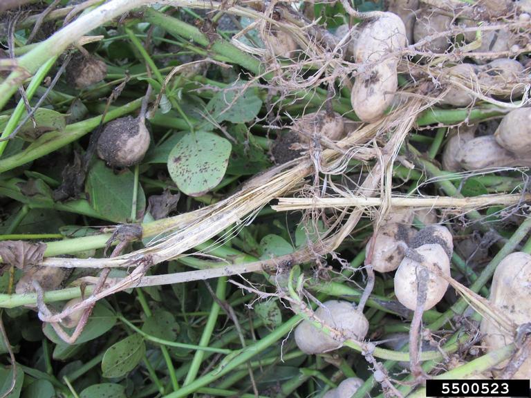 Peanut (groundnut) | Diseases and Pests, Description, Uses, Propagation