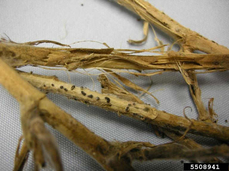 Peanut (groundnut) | Diseases and Pests, Description, Uses, Propagation