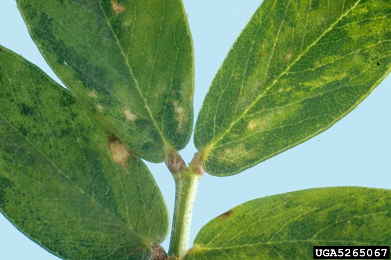 Peanut (groundnut) | Diseases and Pests, Description, Uses, Propagation