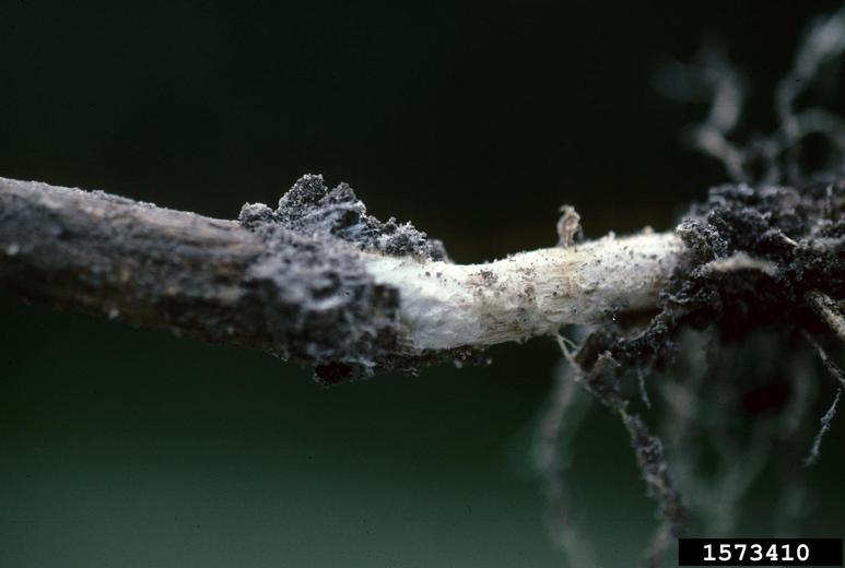 Chilli Pepper | Diseases and Pests, Description, Uses, Propagation