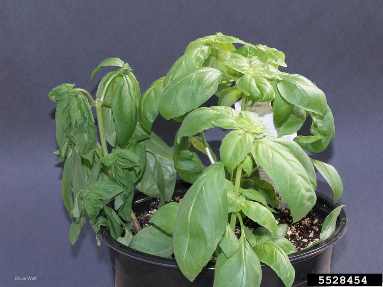Basil | Diseases and Pests, Description, Uses, Propagation