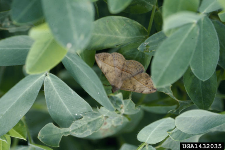 Peanut (groundnut) | Diseases and Pests, Description, Uses, Propagation
