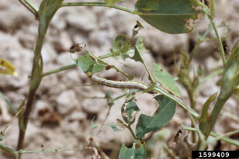 Peanut (groundnut) | Diseases and Pests, Description, Uses, Propagation