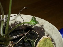 Cress | Wasabi leaves drying up and dying