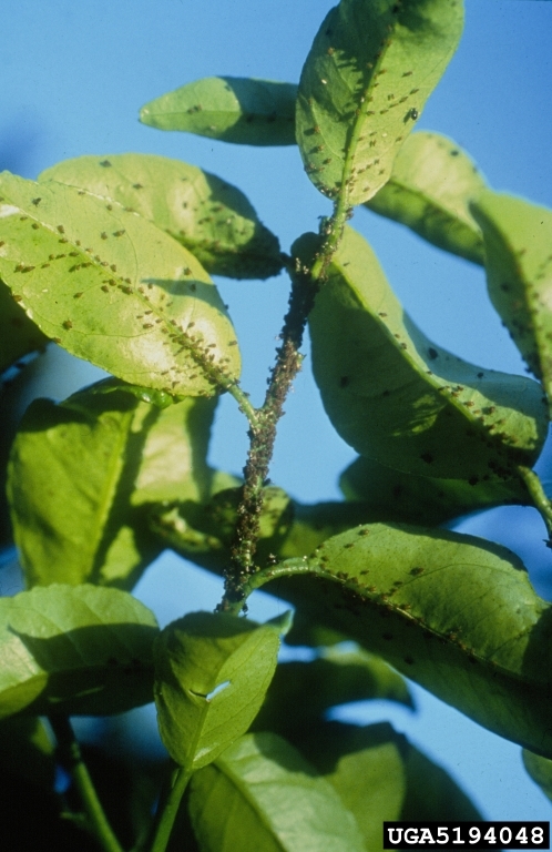 Lemon | Diseases and Pests, Description, Uses, Propagation