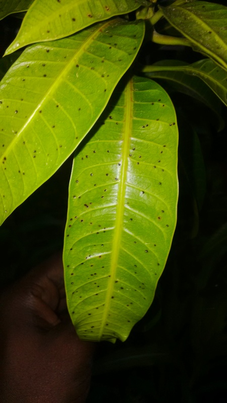 Mango | Black spots on Mango leaves