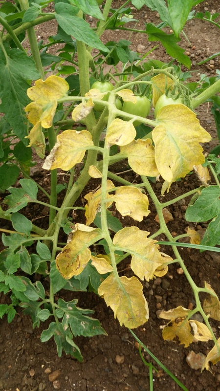 Tomato | Septoria on tomato leaves