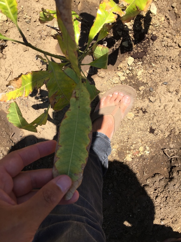 Mango | Mango tree from Cuba to Curacao