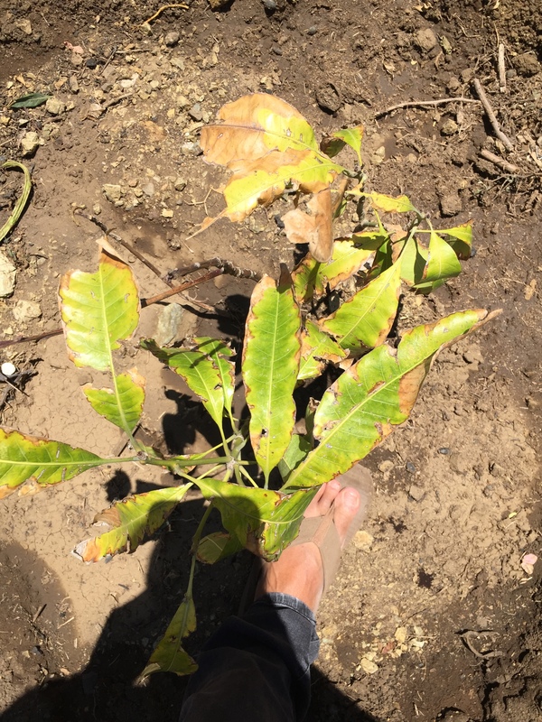 Mango | Mango tree from Cuba to Curacao