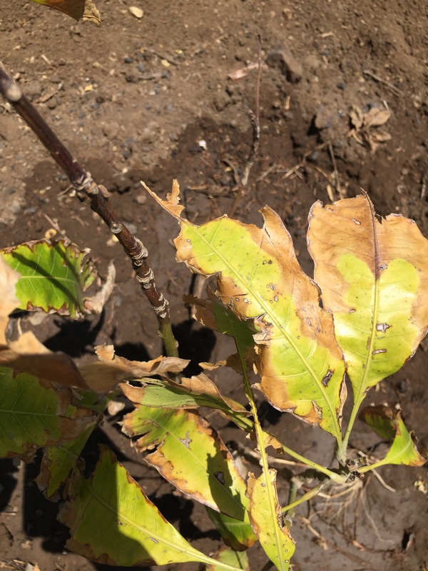 Mango | Mango tree from Cuba to Curacao