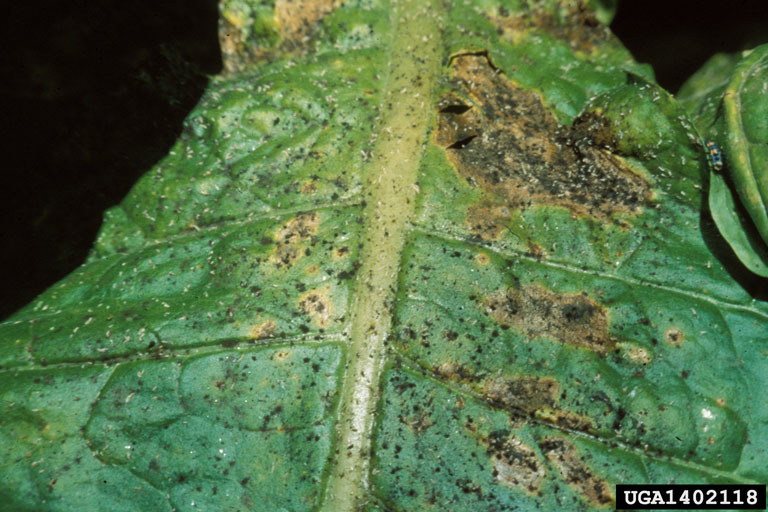 Tobacco | Diseases and Pests, Description, Uses, Propagation