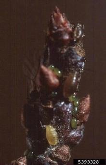 Hop | Bugs from my hops