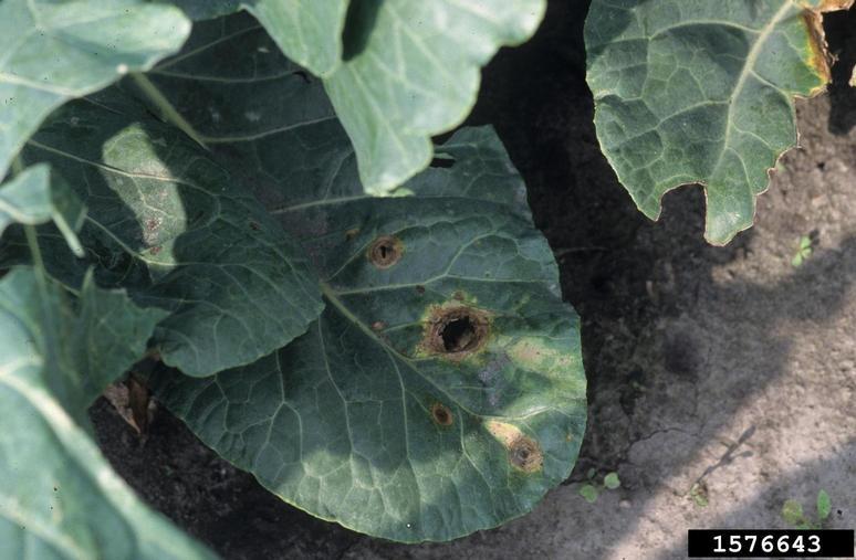 Kale | Diseases and Pests, Description, Uses, Propagation