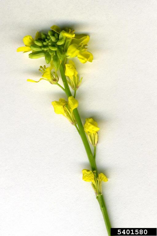 Rapeseed (colza) | Diseases and Pests, Description, Uses, Propagation