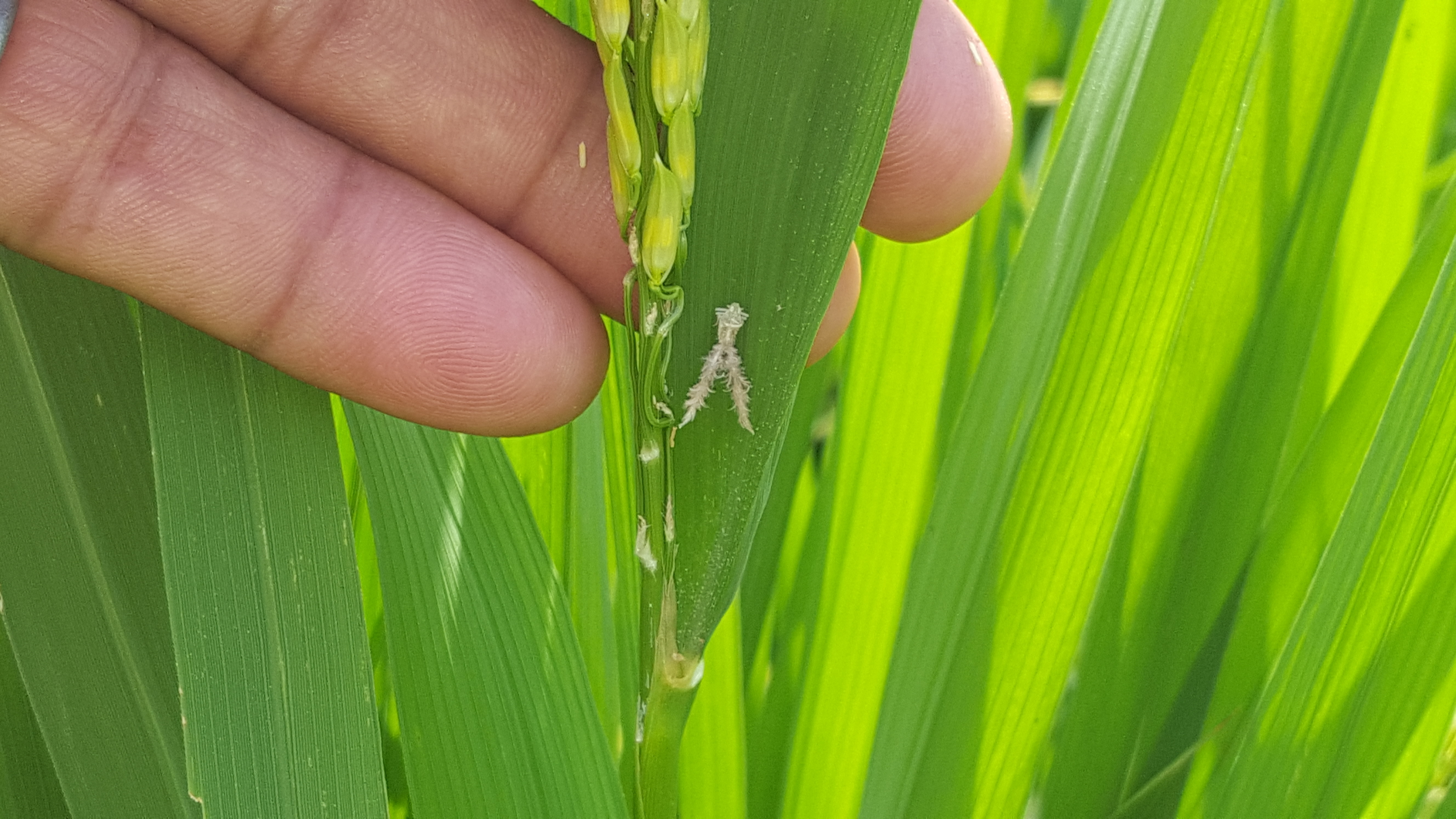 Rice | Pest of paddy