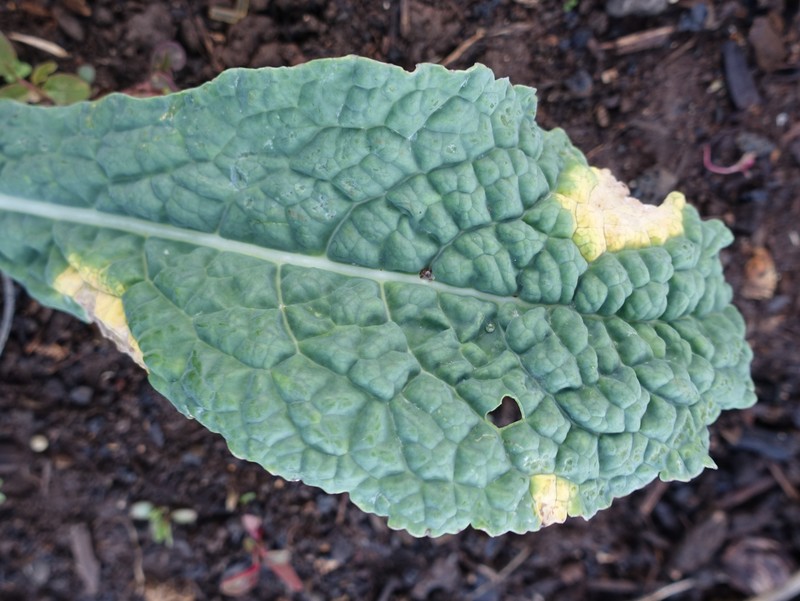 Kale | Diseases and Pests, Description, Uses, Propagation