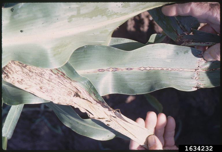 Maize (corn) | Diseases and Pests, Description, Uses, Propagation