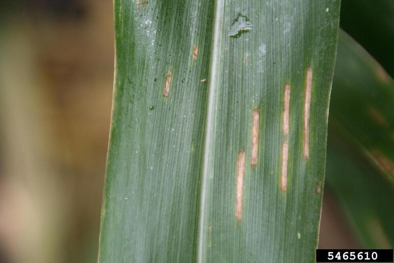 Maize (corn) | Diseases and Pests, Description, Uses, Propagation