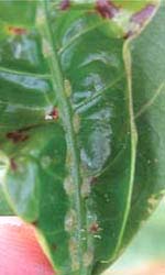 Coffee | Scale insects on my coffee plant
