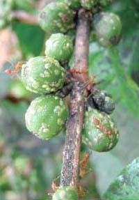 Coffee | Scale insects on my coffee plant