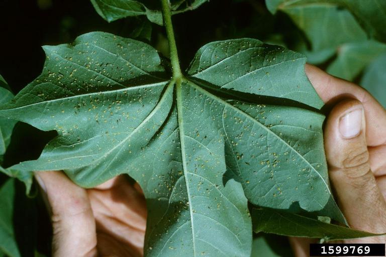 Cotton | Diseases and Pests, Description, Uses, Propagation