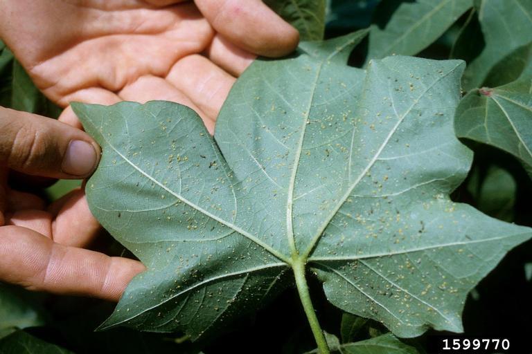 Cotton | Diseases and Pests, Description, Uses, Propagation