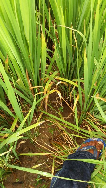 Rice | Paddy disease