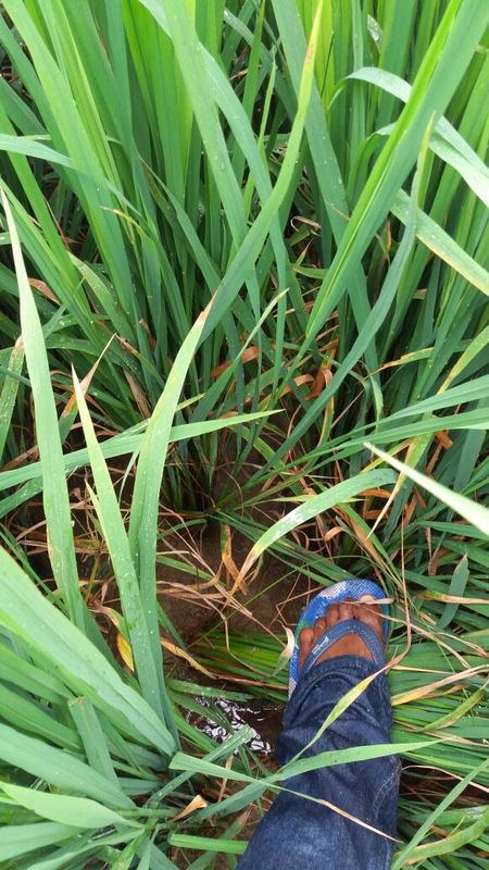 Rice | Paddy disease