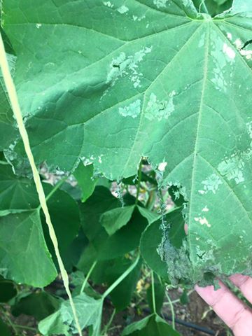 Cucumber | Cucumber leaves damage