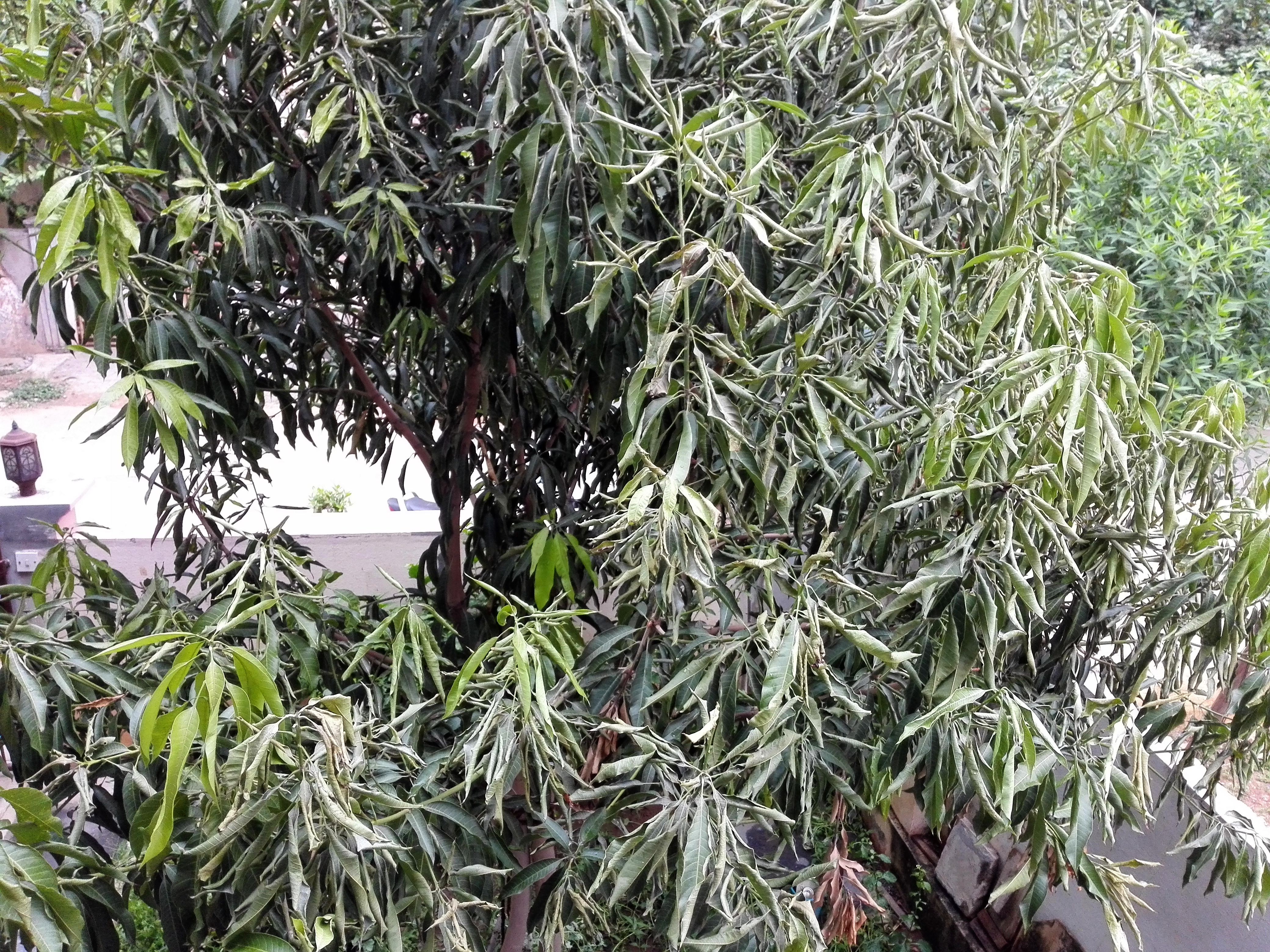 Mango | decease of my Mango tree.