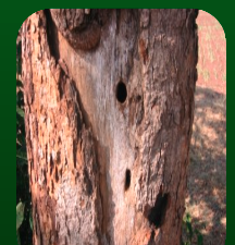 Mango | decease of my Mango tree.