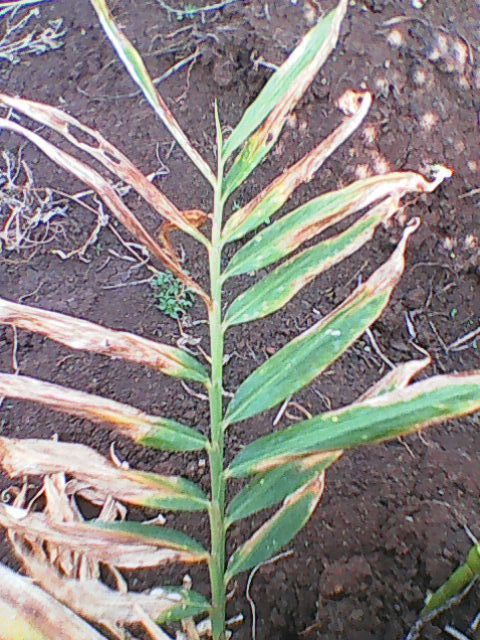General | Ginger leaves turn brown and dry out