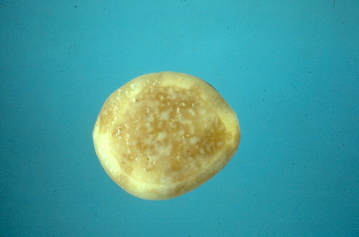 Ginger | Diseases and Pests, Description, Uses, Propagation