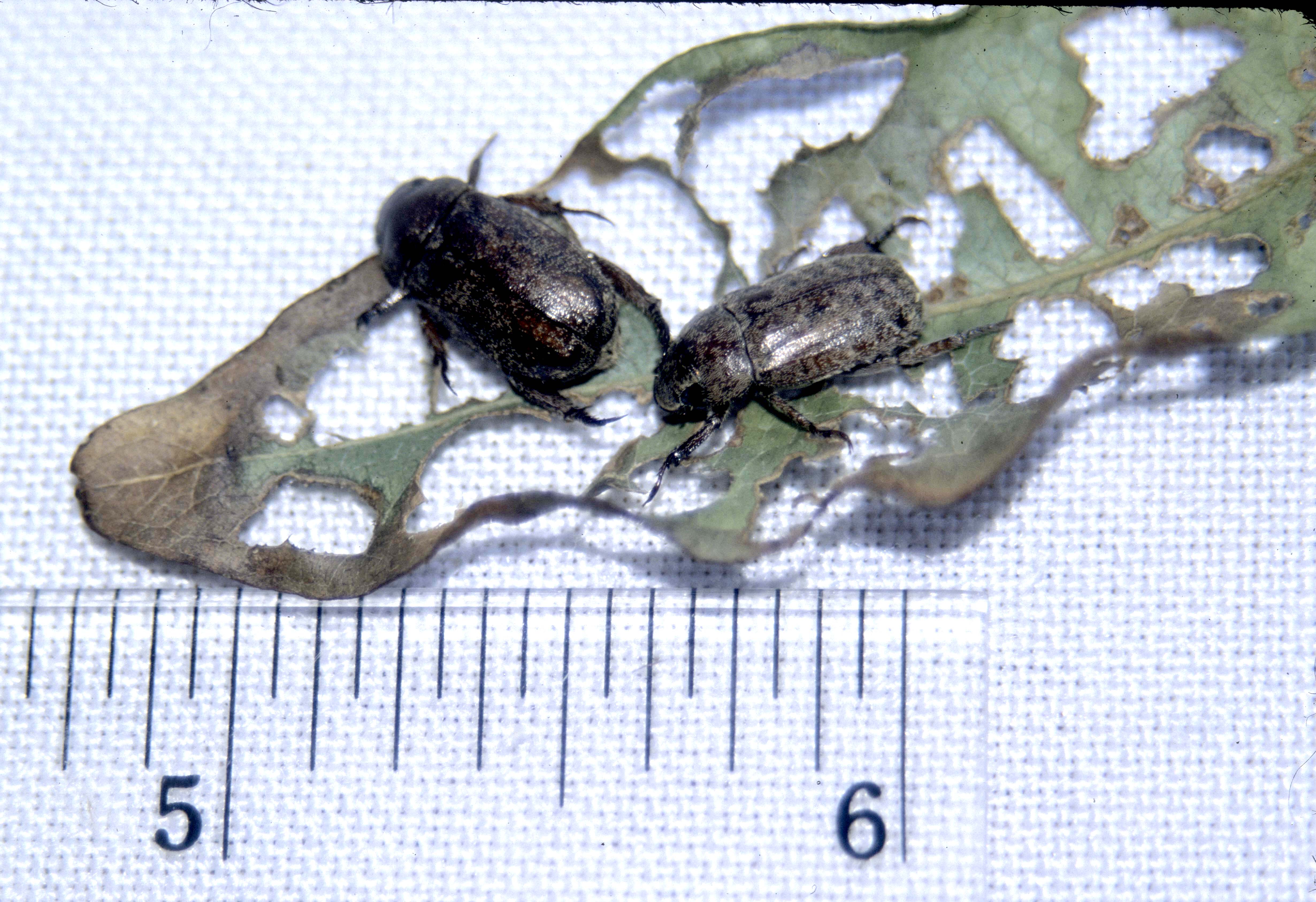 Ginger | Diseases and Pests, Description, Uses, Propagation