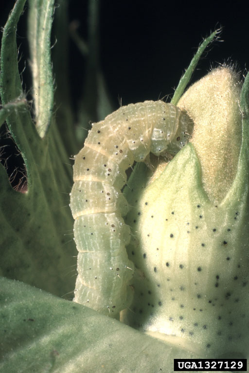 Cotton | Diseases and Pests, Description, Uses, Propagation