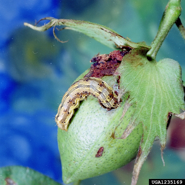 Cotton | Diseases and Pests, Description, Uses, Propagation