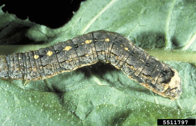 Cotton | Diseases and Pests, Description, Uses, Propagation