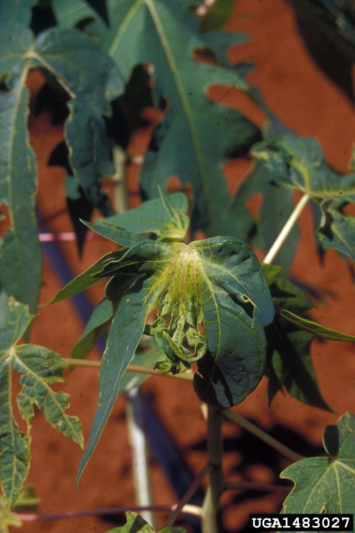 Papaya (pawpaw) | Diseases and Pests, Description, Uses, Propagation