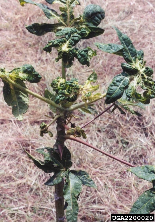 Papaya (pawpaw) | Diseases and Pests, Description, Uses, Propagation