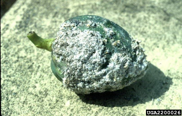 Papaya (pawpaw) | Diseases and Pests, Description, Uses, Propagation