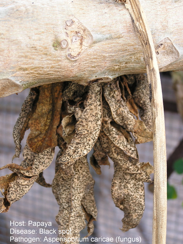 Papaya (pawpaw) | Diseases and Pests, Description, Uses, Propagation