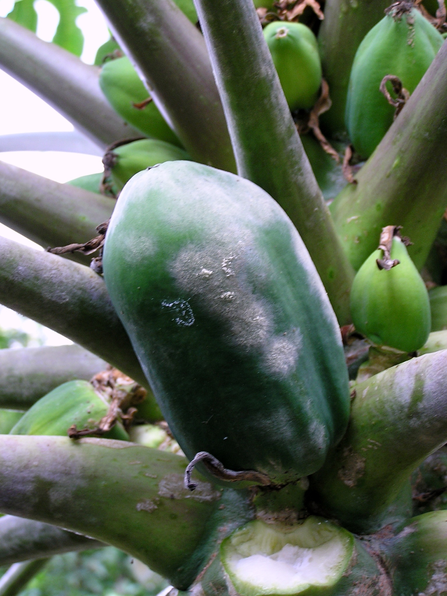 Papaya (pawpaw) | Diseases and Pests, Description, Uses, Propagation