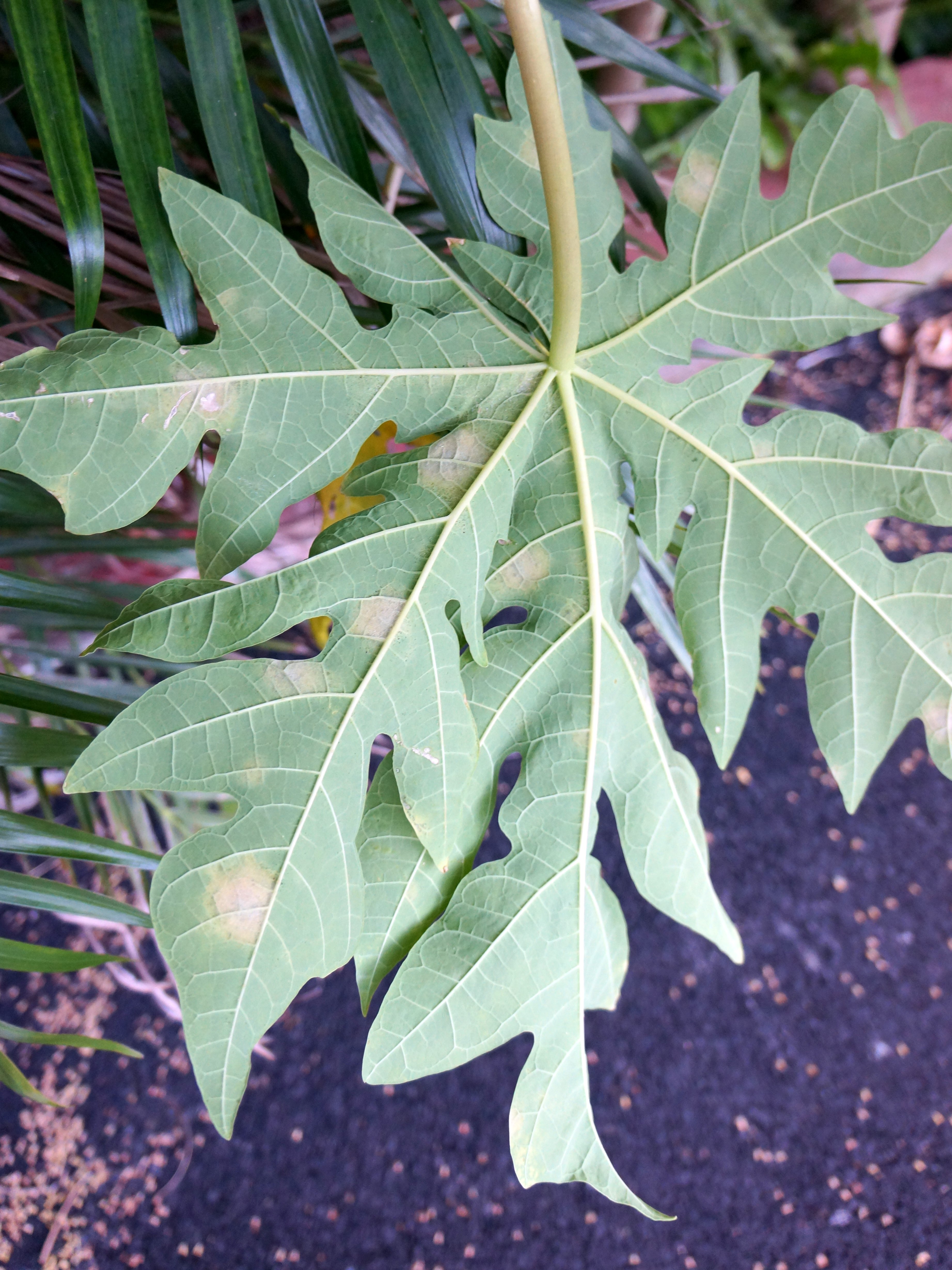 Papaya (pawpaw) | Diseases and Pests, Description, Uses, Propagation