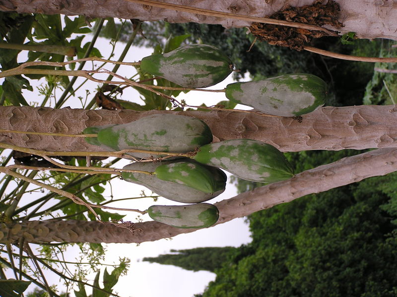 Papaya (pawpaw) | Diseases and Pests, Description, Uses, Propagation