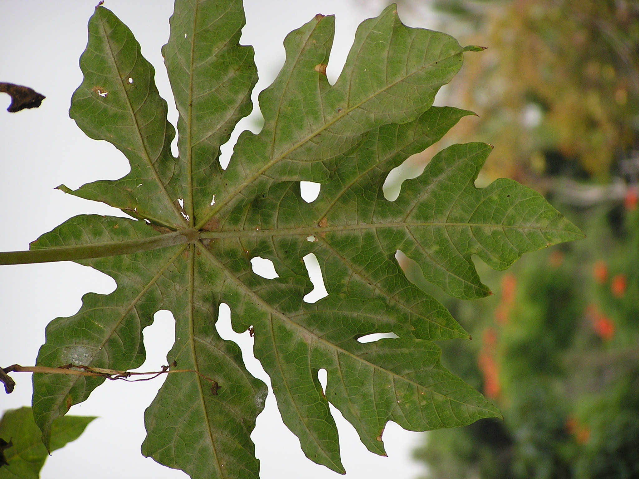 Papaya (pawpaw) | Diseases and Pests, Description, Uses, Propagation